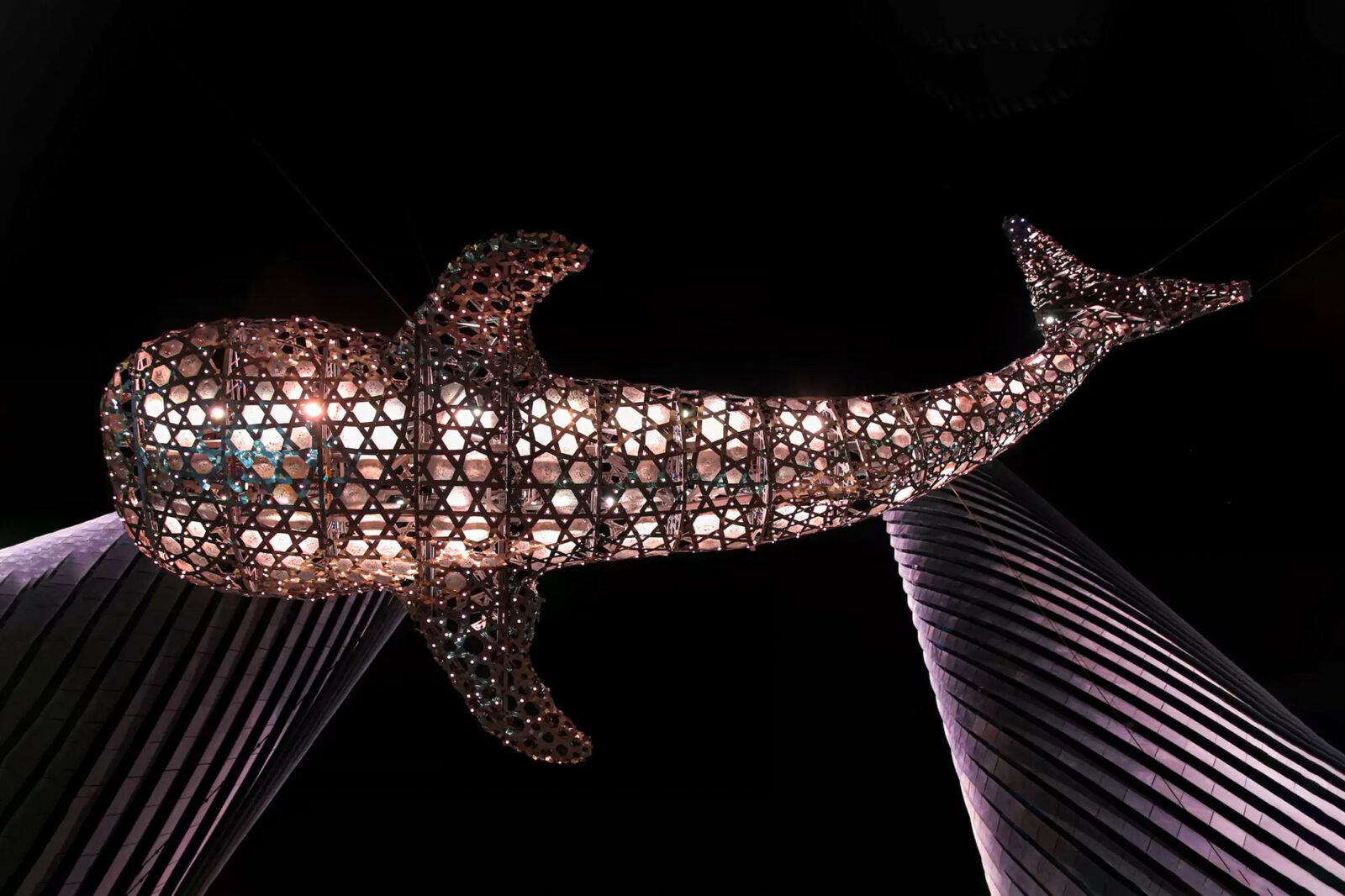 Whale Shark | Stage One